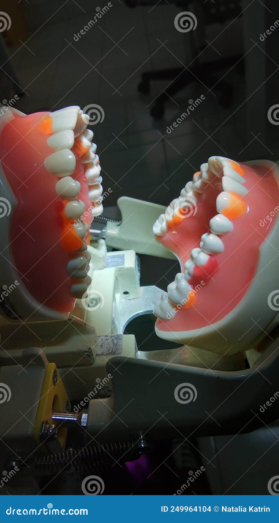 Teeth Phantom for Dental Student Stock Photo - Image of lighting, teeth ...