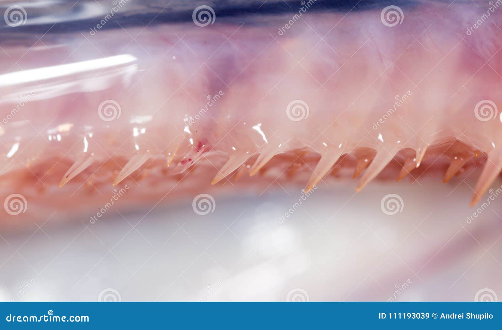 Teeth Pike Fish. Super Macro Stock Image - Image of nature, super ...