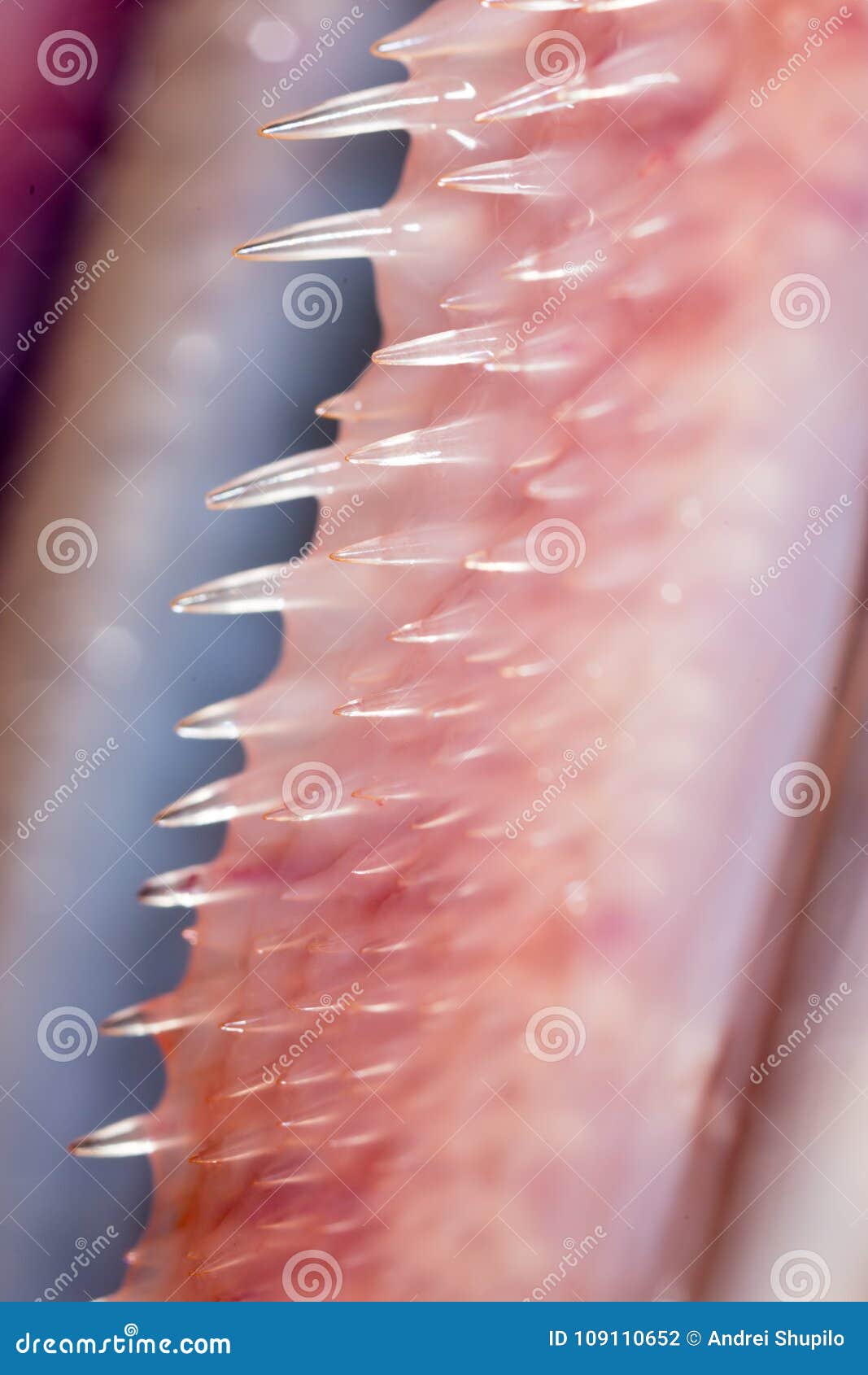 Teeth Pike Fish. Super Macro Stock Photo - Image of teeth, macro: 109110652