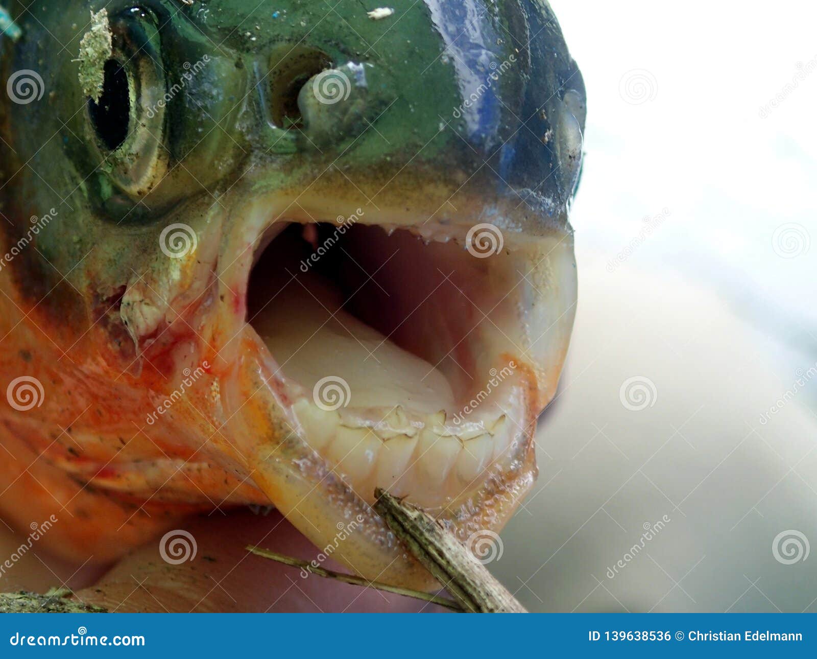 Teeth of Piranha - Peru South America Stock Photo - Image of eating ...