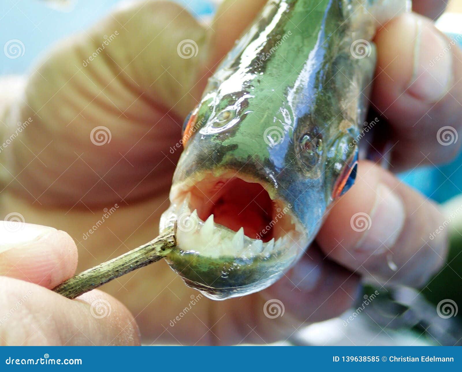 Teeth of Piranha - Peru South America Stock Image - Image of food ...