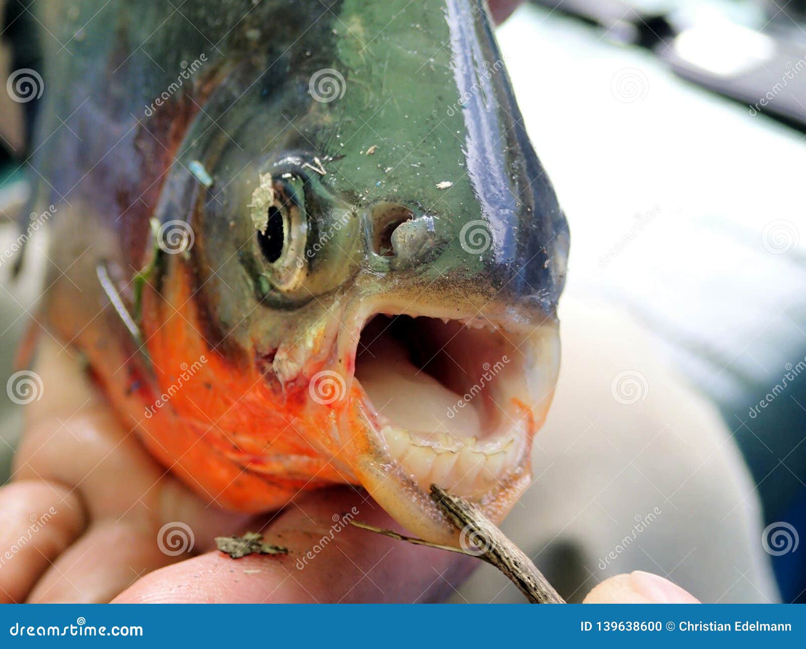 Teeth of Piranha - Peru South America Stock Photo - Image of eating ...