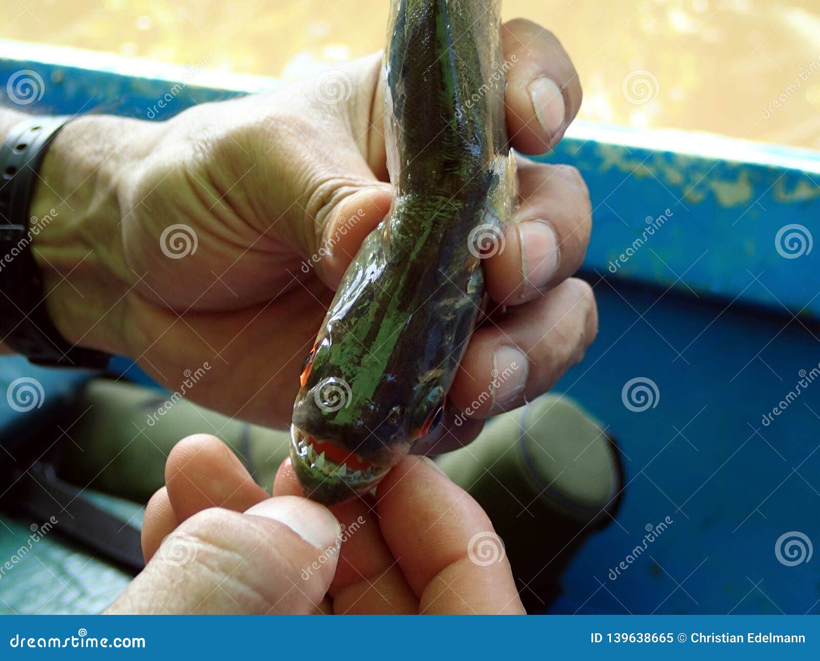 Teeth of Piranha - Peru South America Stock Image - Image of river ...