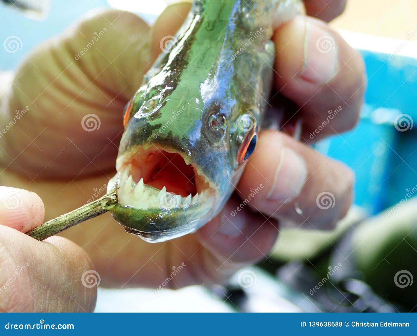 Teeth of Piranha - Peru South America Stock Photo - Image of mouth ...