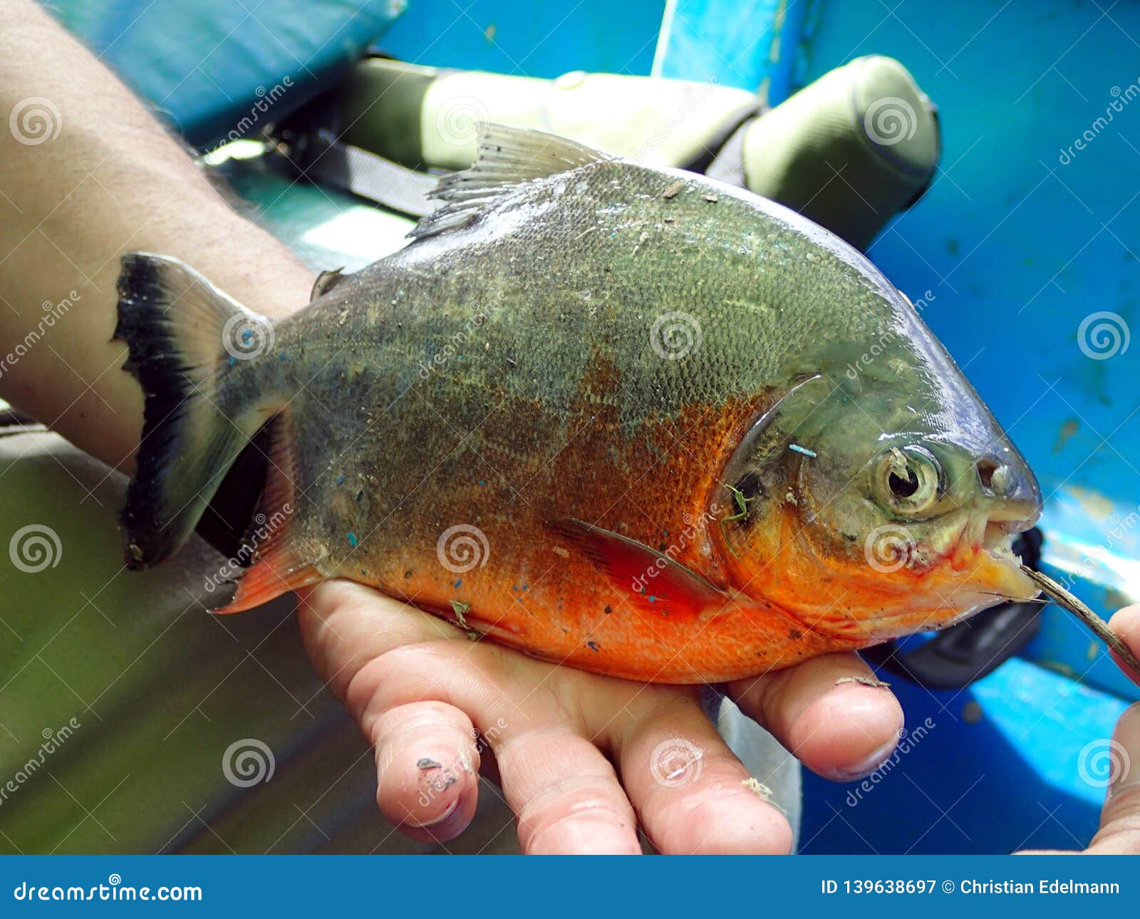 Teeth of Piranha - Peru South America Stock Image - Image of america ...
