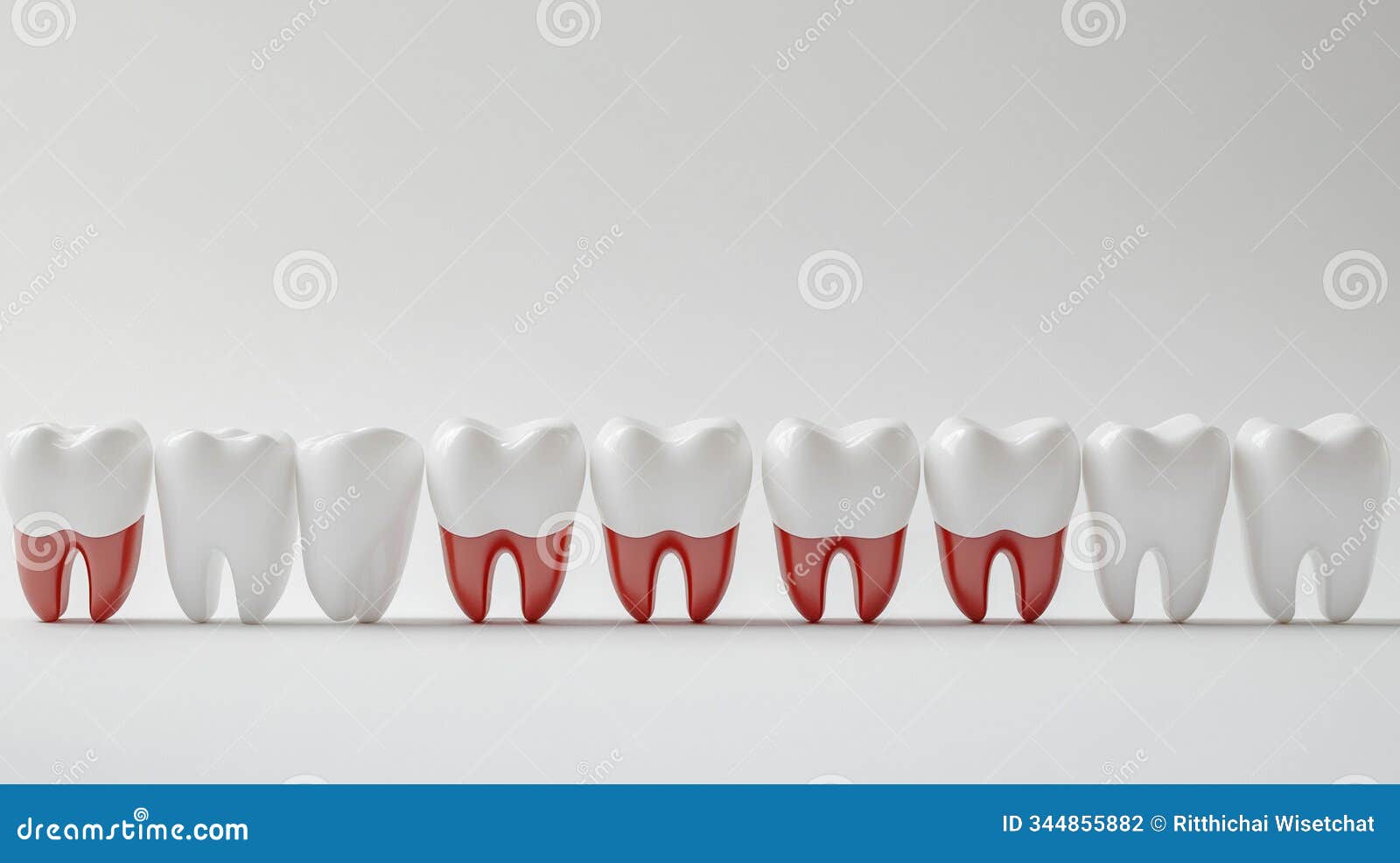Teeth with Red Roots Exposed, Showing Internal Anatomy in a Clean Style ...