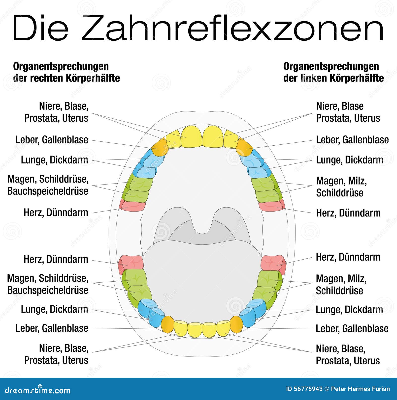 Teeth Reflexology Analogy Chart German Stock Vector - Illustration of ...