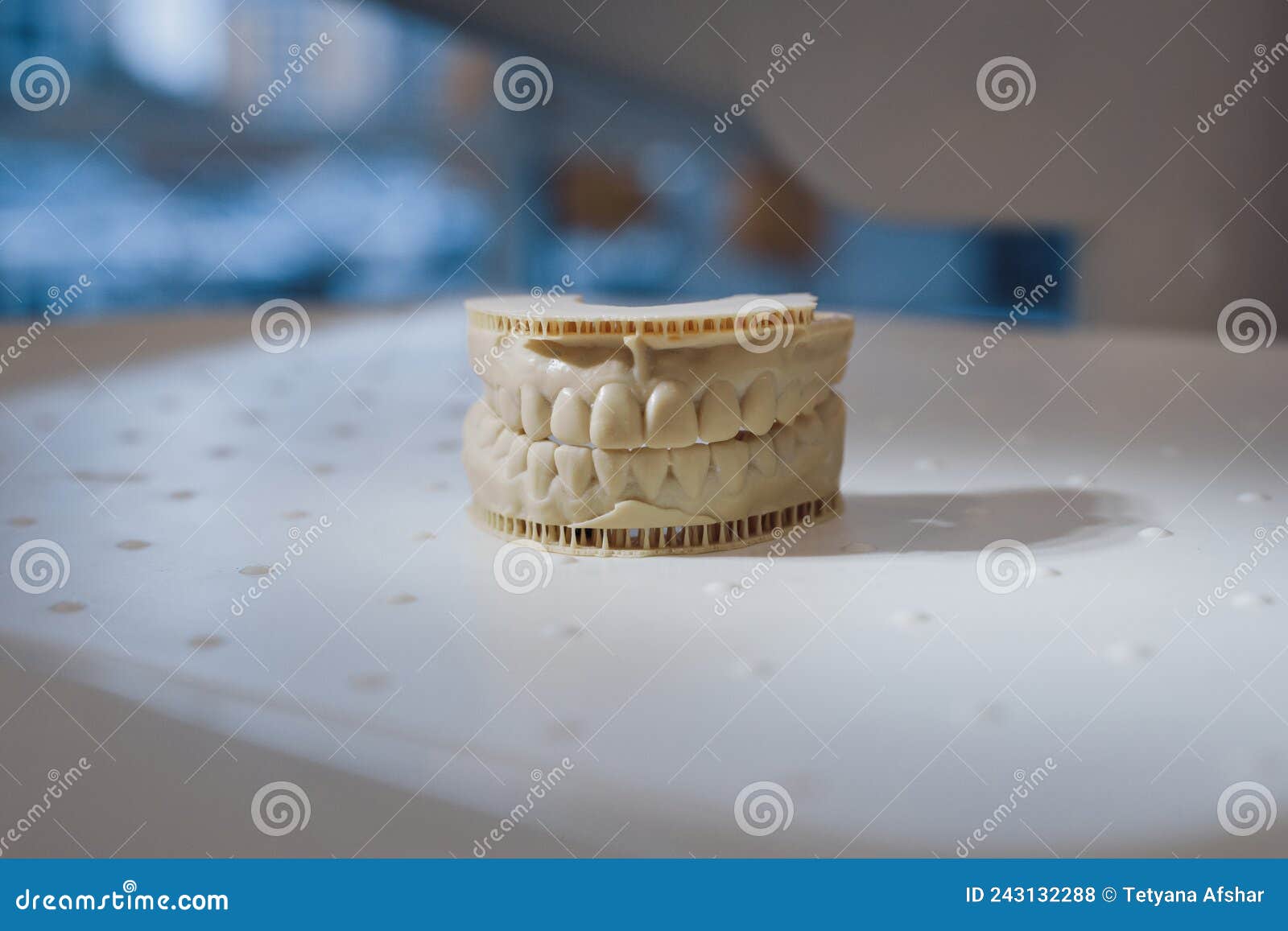 Teeth Sample for Dental Study on Table Stock Photo - Image of implant ...