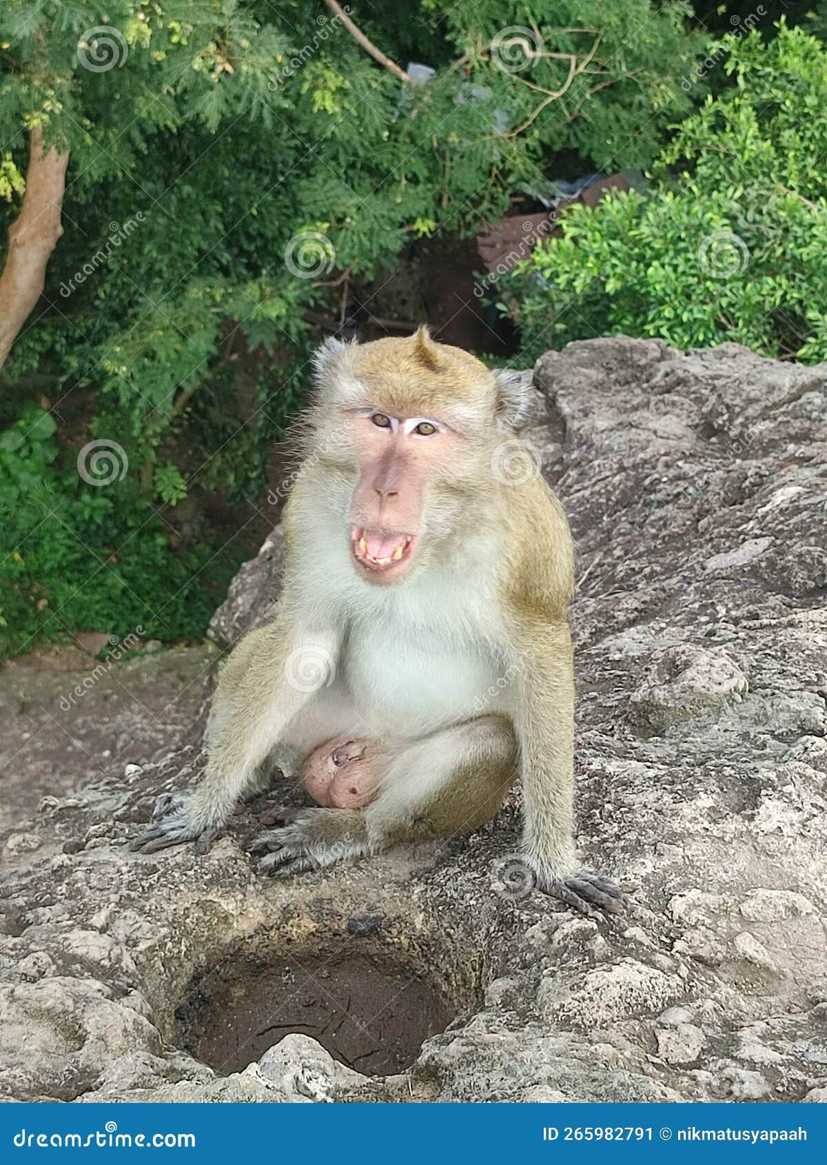 Teeth of scarry monkey stock image. Image of rock, teeth - 265982791