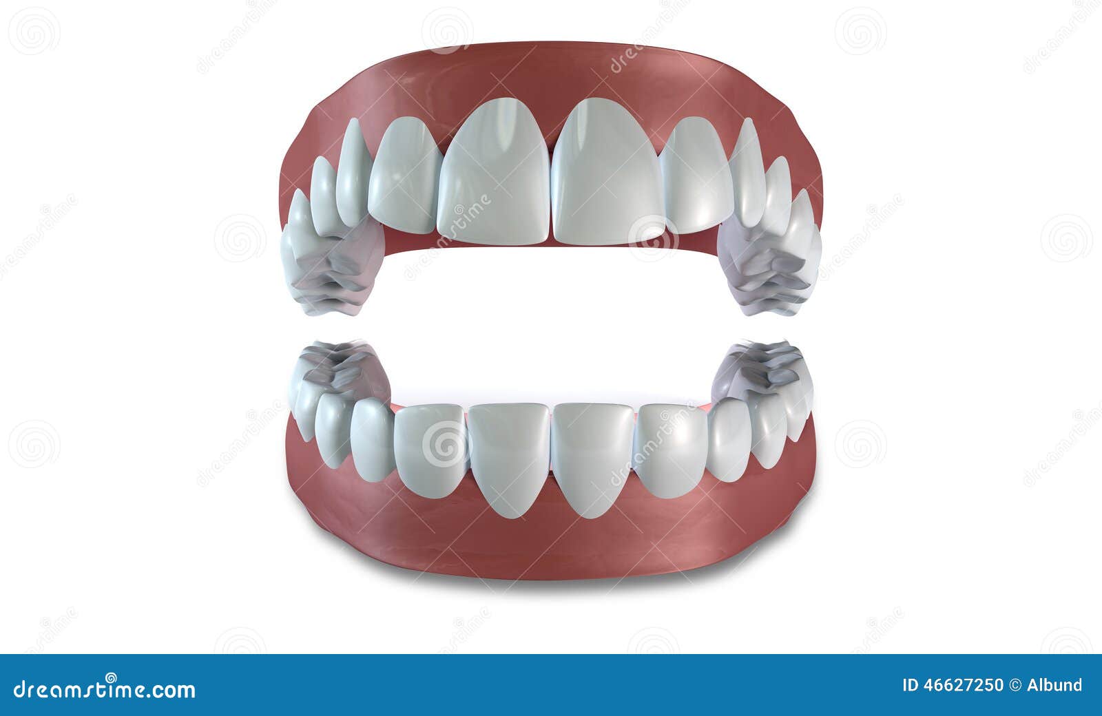 Teeth Set Open Isolated stock illustration. Illustration of bite - 46627250