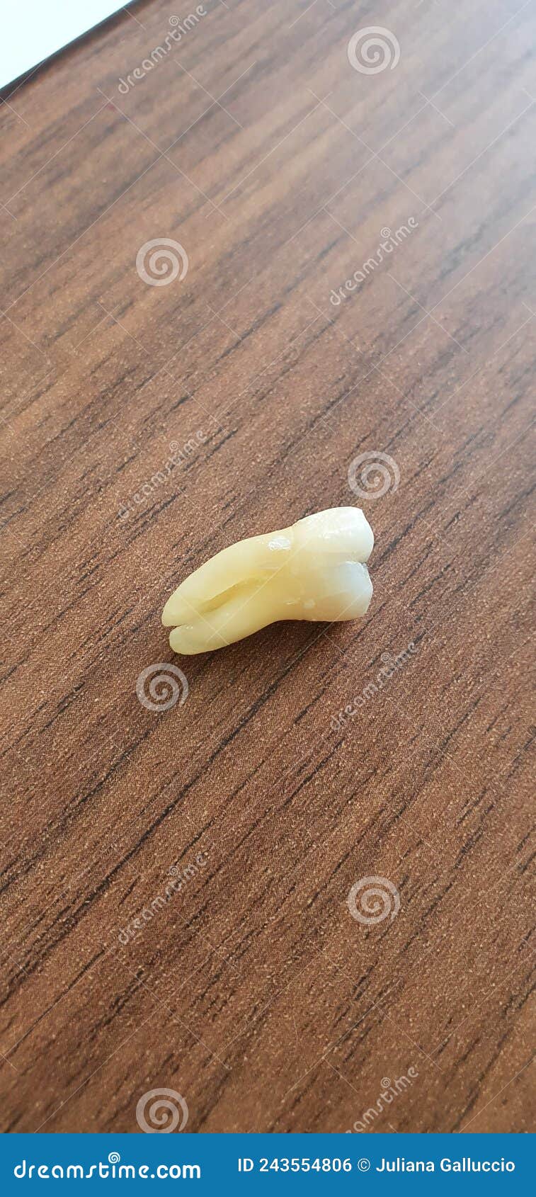 Teeth single real one stock photo. Image of leaf, fruit - 243554806