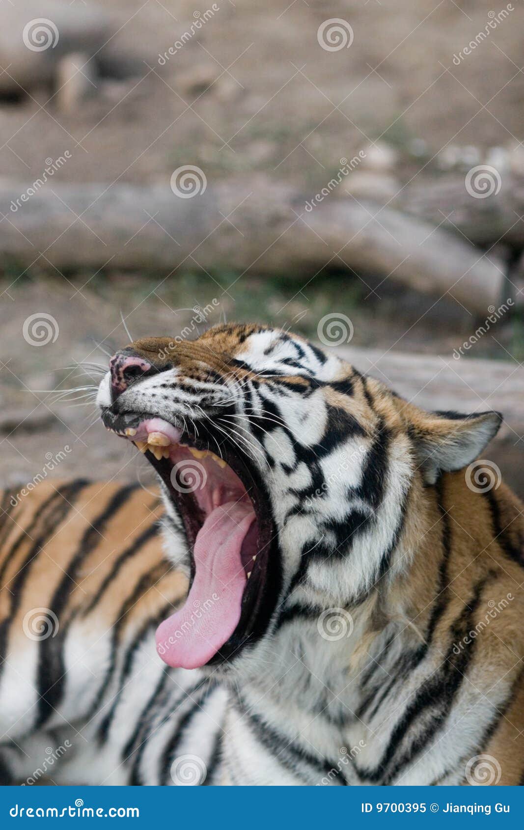 Teeth-less tiger stock image. Image of teeth, yawn, sleepy - 9700395