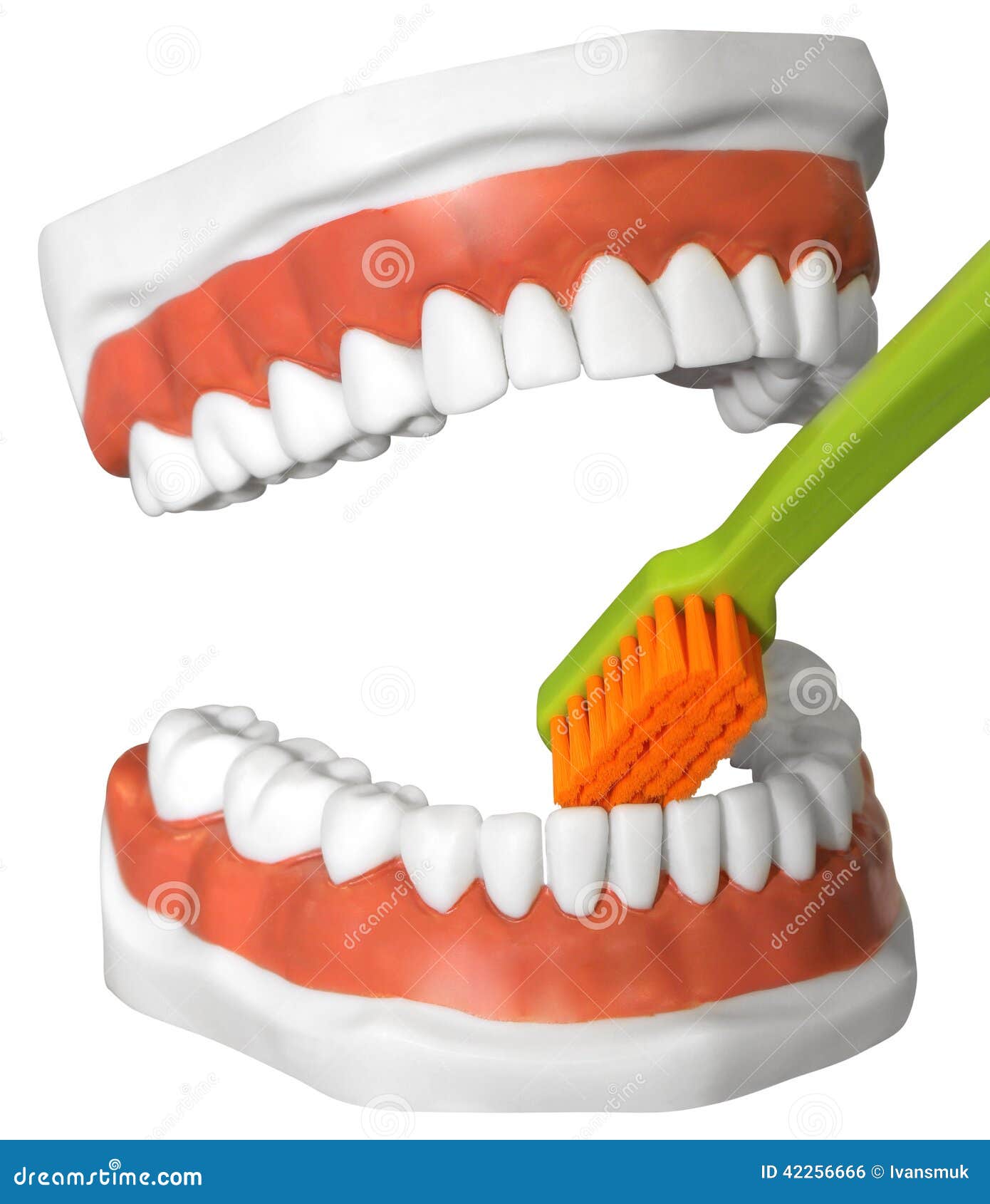 Teeth and toothbrush stock photo. Image of gypsum, dental - 42256666