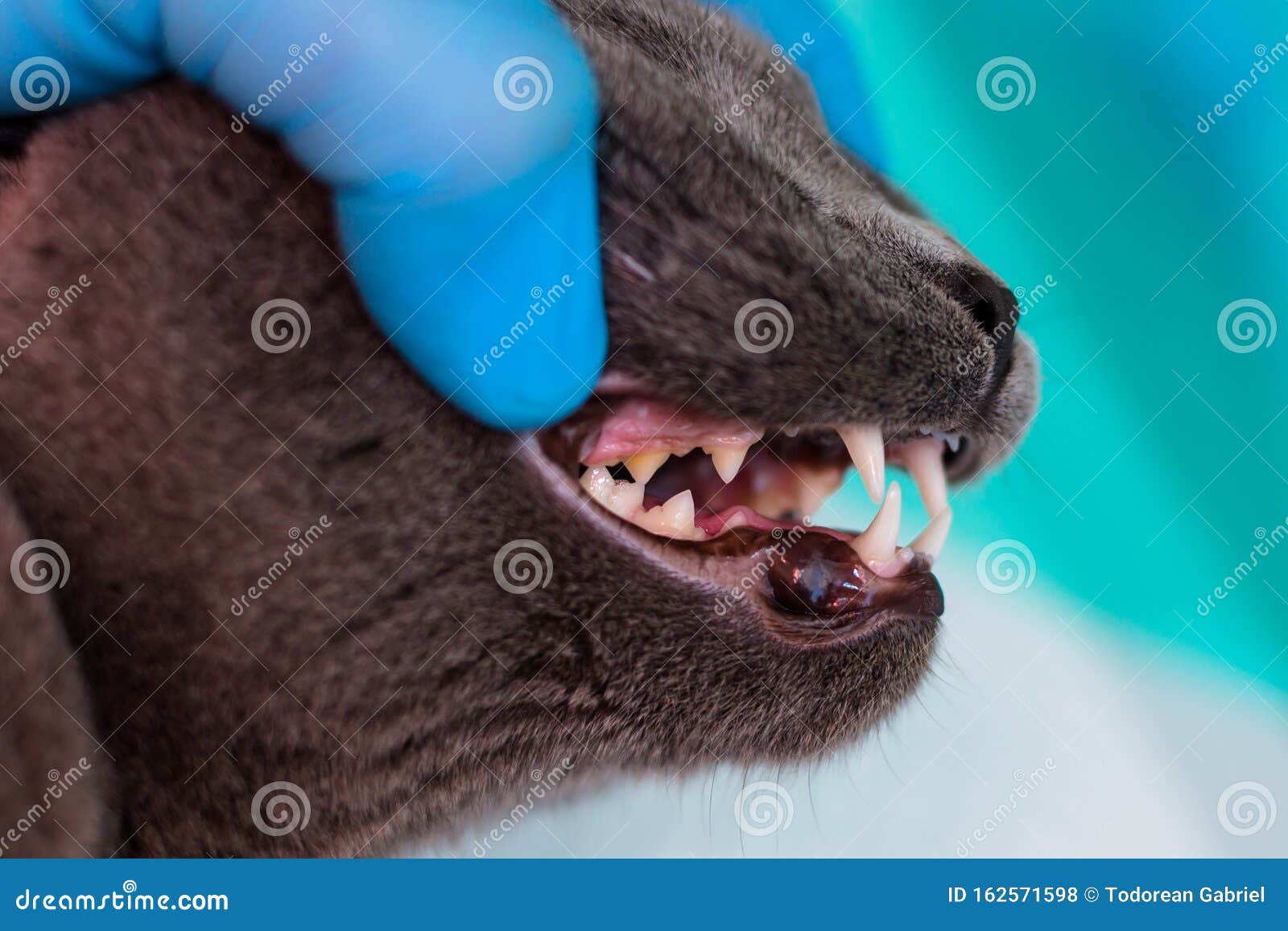 The teeth of a young cat stock photo. Image of mouth - 162571598