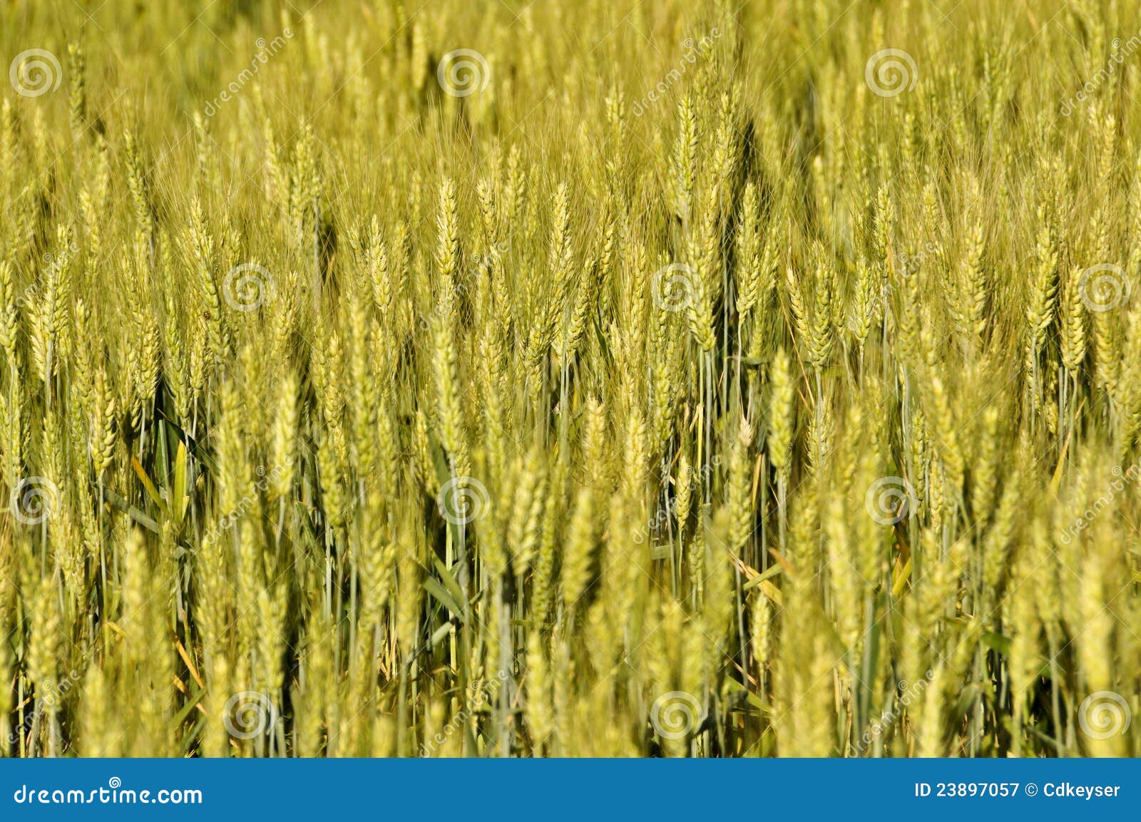 Teff stock image. Image of teff, staple, crops, bread - 23897057