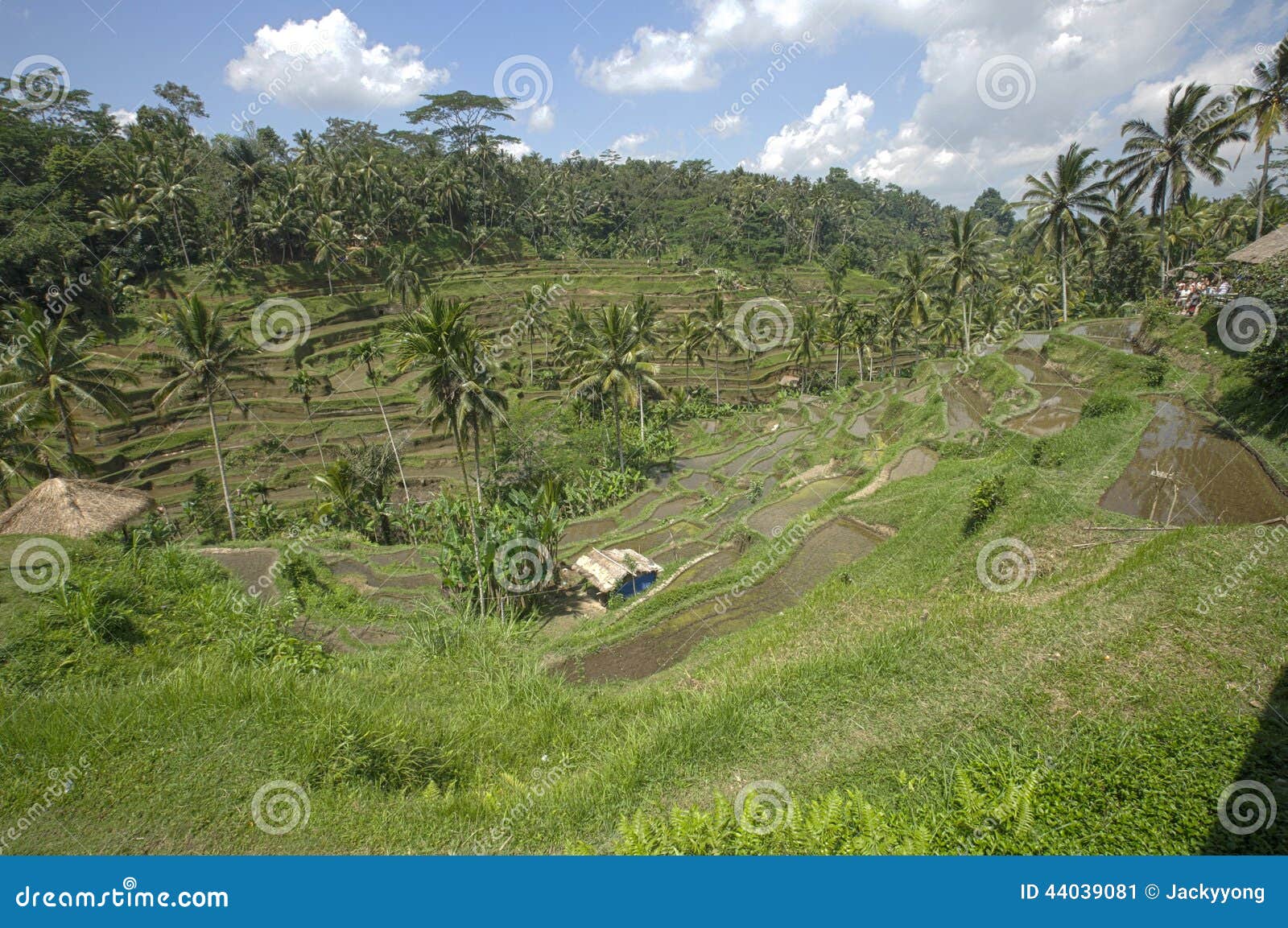 Tegalalang Rice Field Terrace Stock Image - Image of clouds, landscape ...
