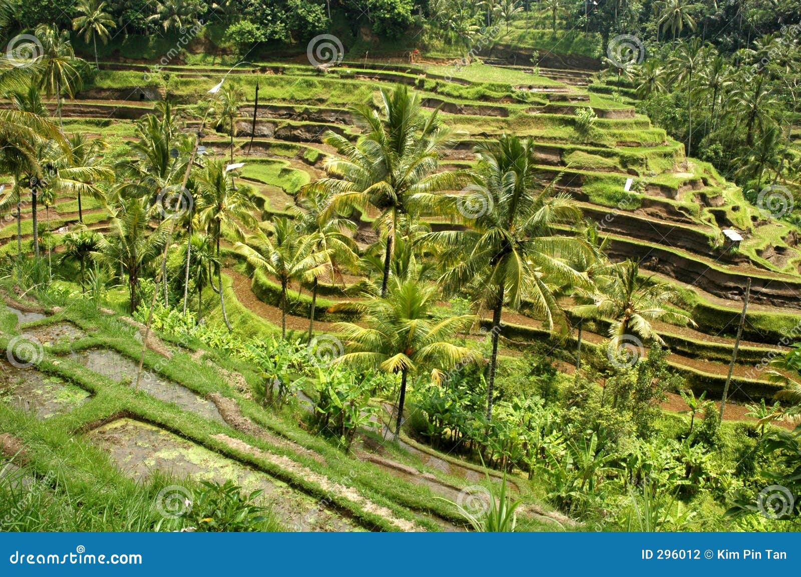 Tegalalang Rice Terrace stock photo. Image of rice, bali - 296012