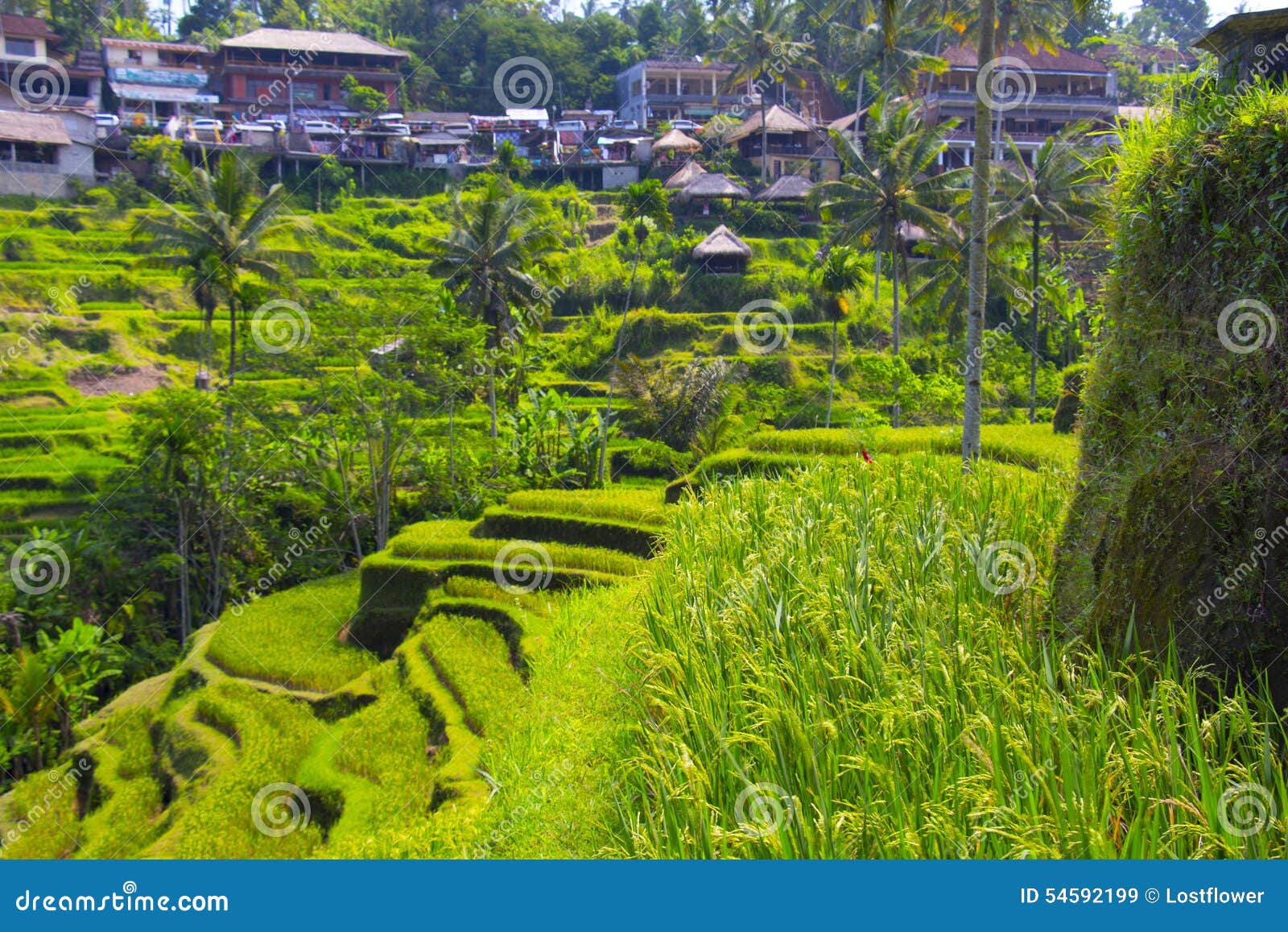 Tegalalang Rice Terrace. Bali Stock Image - Image of peaceful, malaysia ...