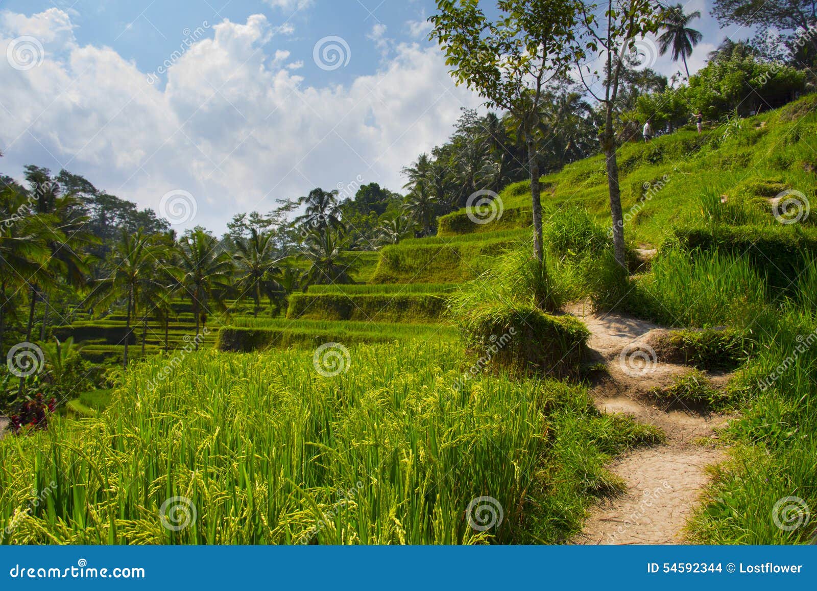 Tegalalang Rice Terrace. Bali Stock Photo - Image of peaceful, harvest ...