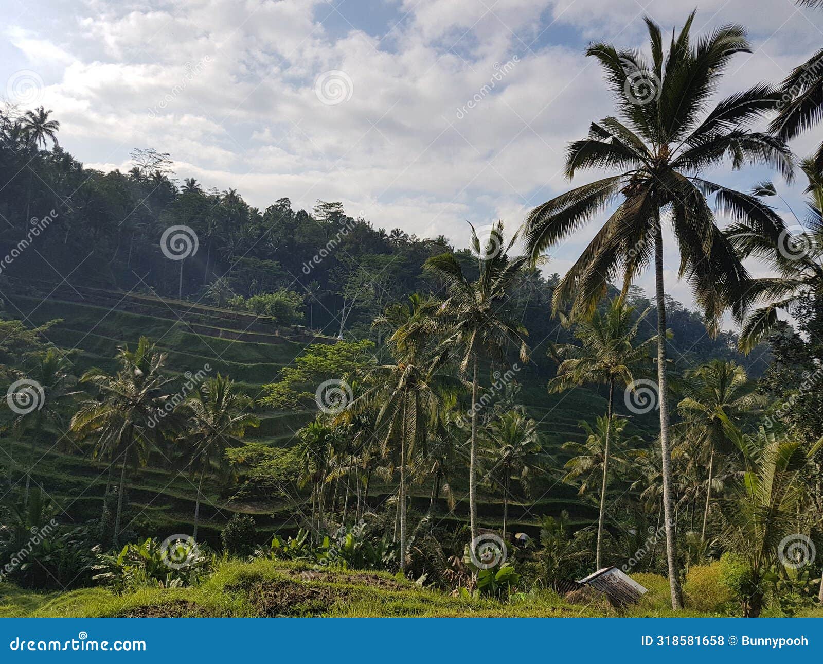 Tegalalang Rice Terrace Comprises a Series of Cascading Rice Fields ...