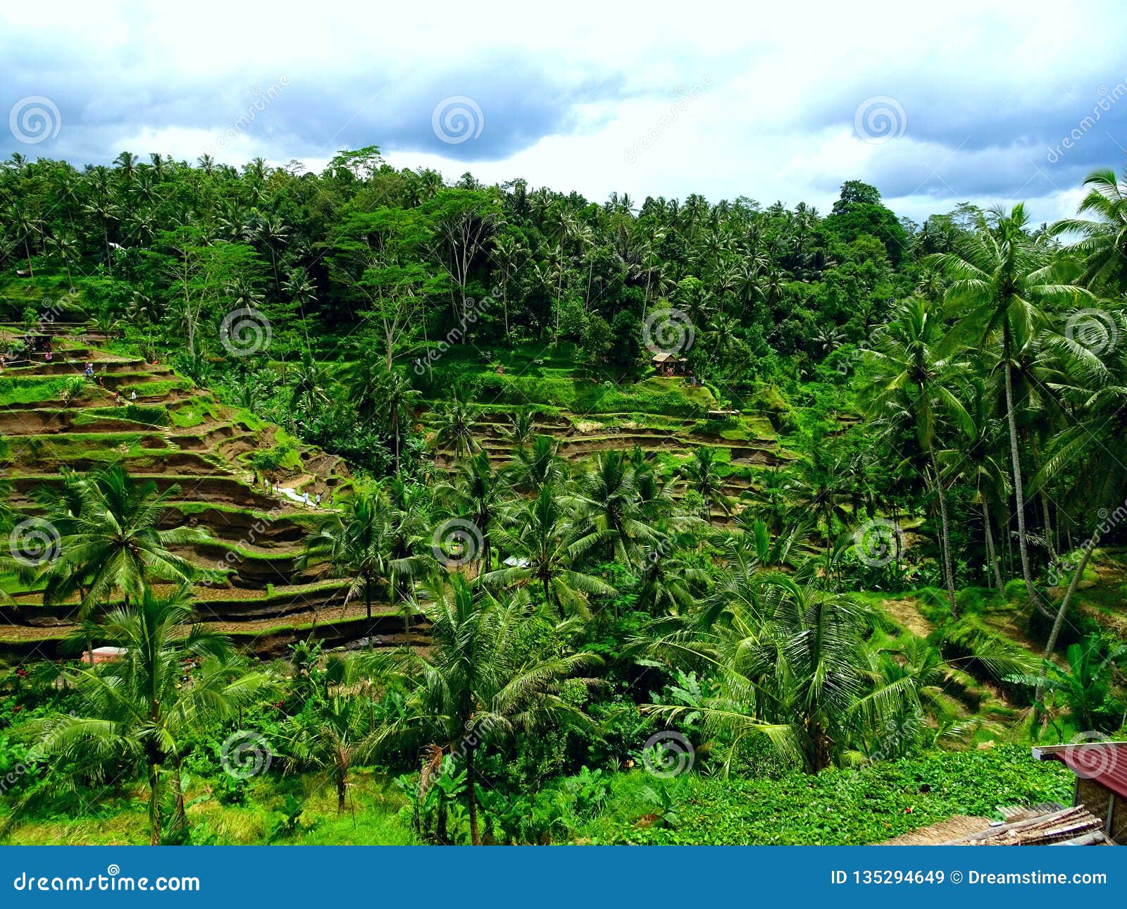 Tegallalang Rice field stock image. Image of field, bali - 135294649
