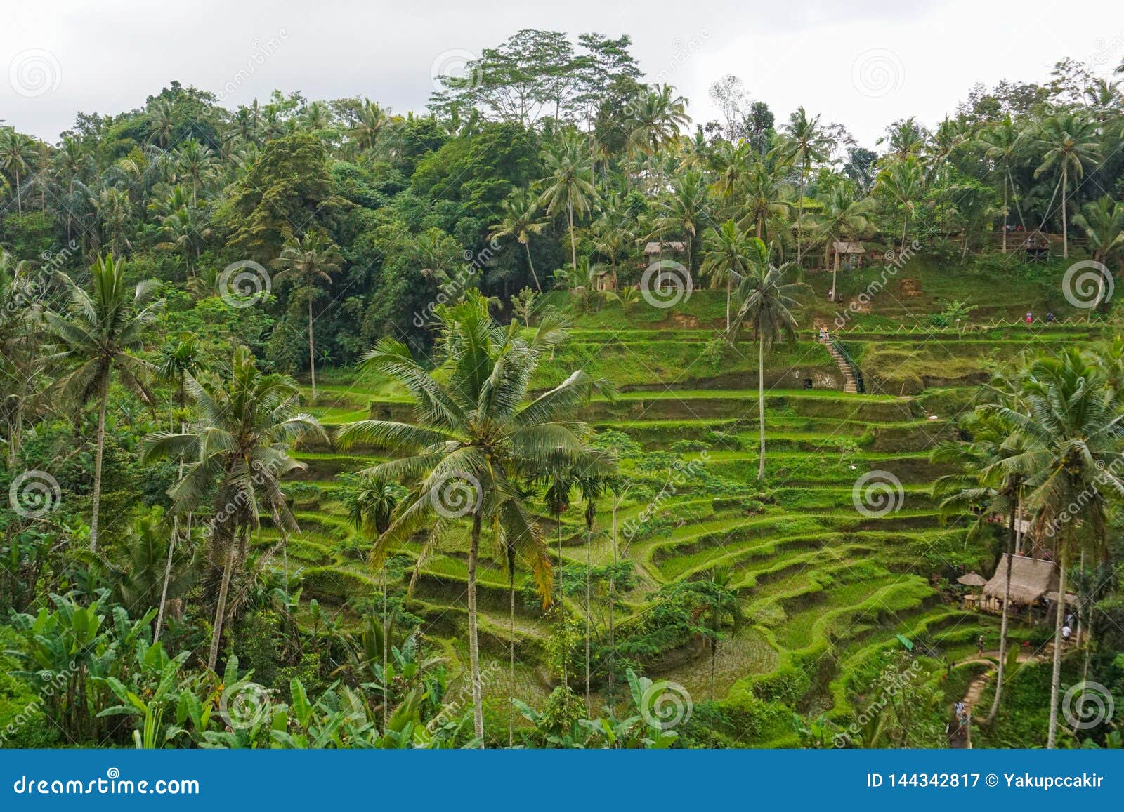 Tegallalang Rice Terrace Fields - Ubud - Bali - Indonesia Stock Image ...