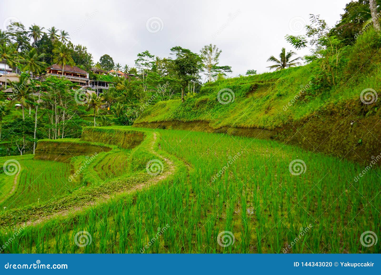 Tegallalang Rice Terrace Fields - Ubud - Bali - Indonesia Stock Photo ...