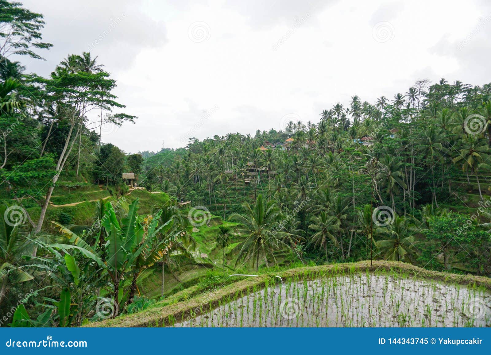 Tegallalang Rice Terrace Fields - Ubud - Bali - Indonesia Stock Image ...