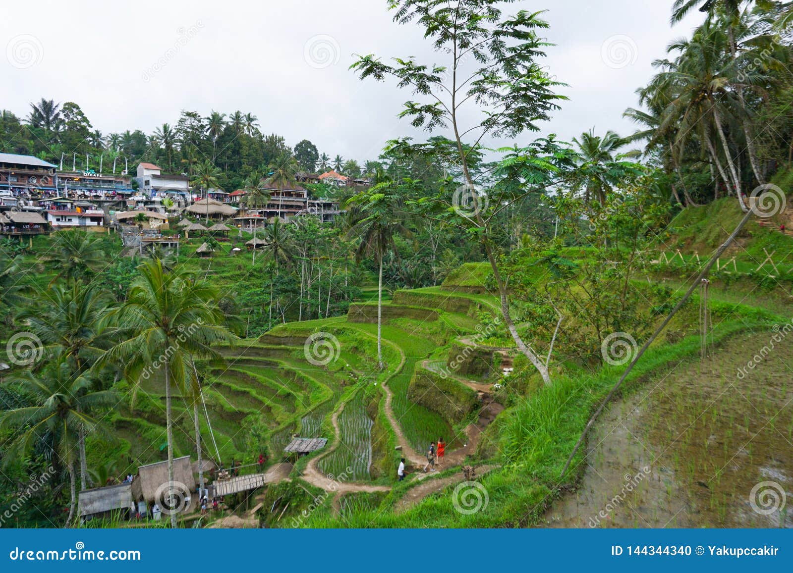 Tegallalang Rice Terrace Fields - Ubud - Bali - Indonesia Editorial ...