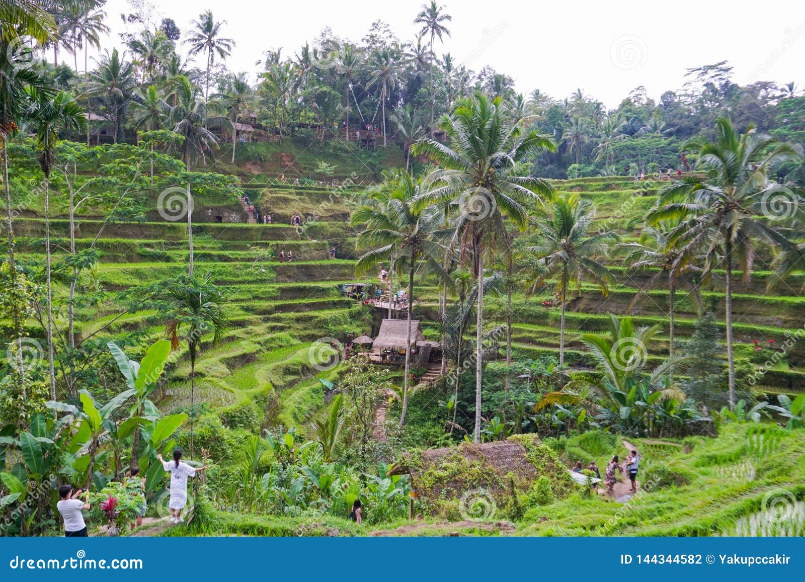 Tegallalang Rice Terrace Fields - Ubud - Bali - Indonesia Editorial ...