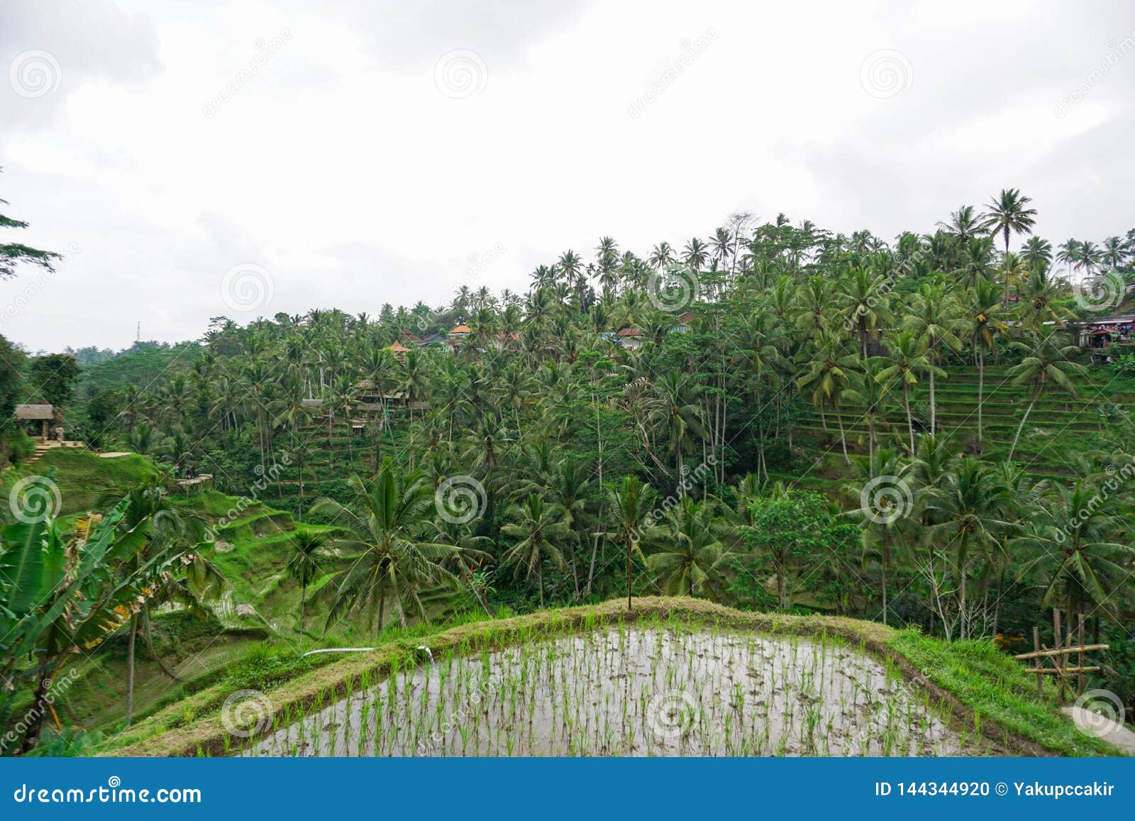 Tegallalang Rice Terrace Fields - Ubud - Bali - Indonesia Stock Photo ...