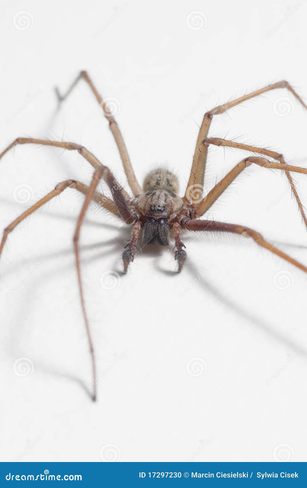 Tegenaria Domestica - House Spider Stock Photo - Image of phobia ...