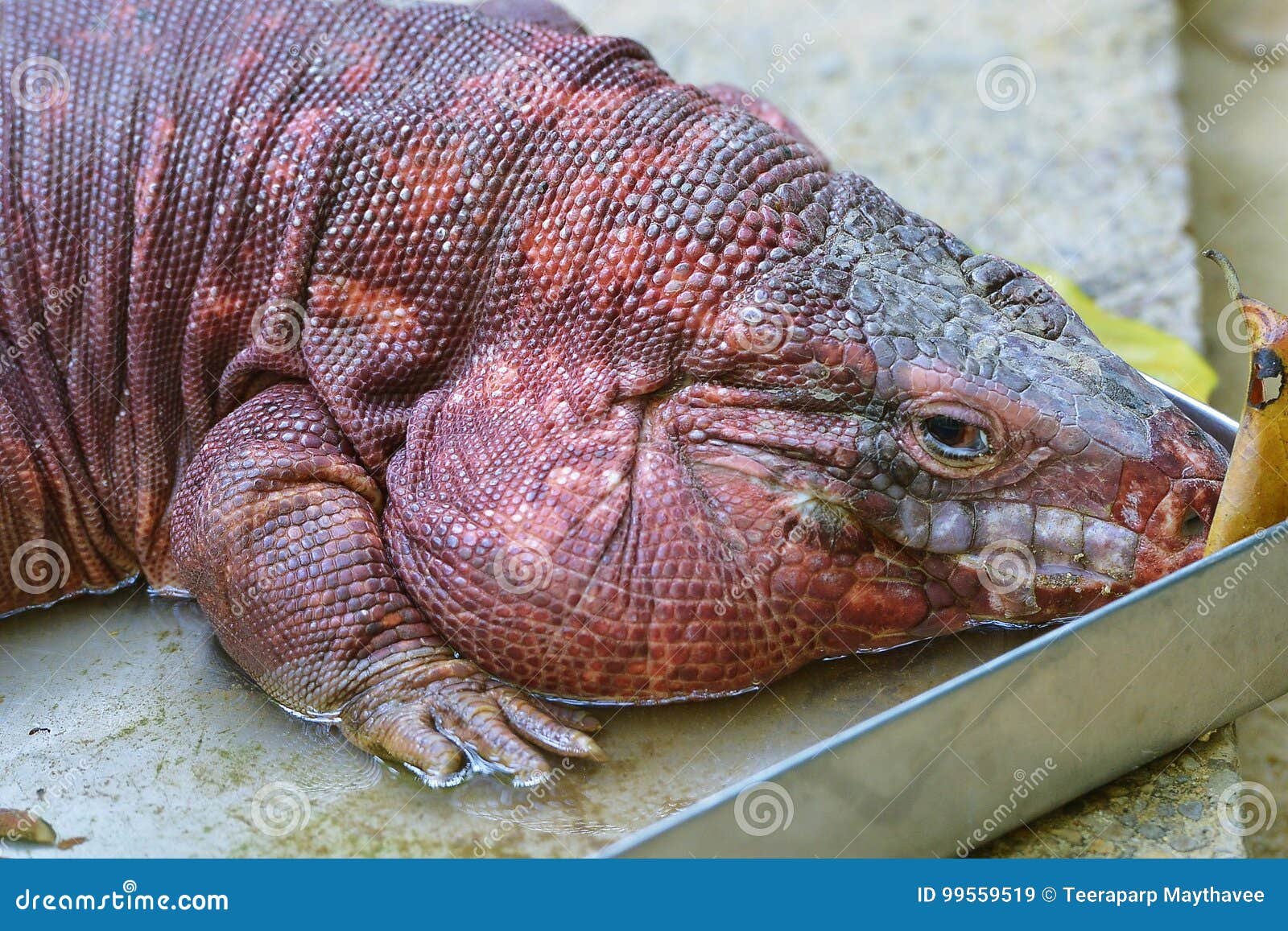 Tegu stock image. Image of animal, tegu, lizard, skin - 99559519