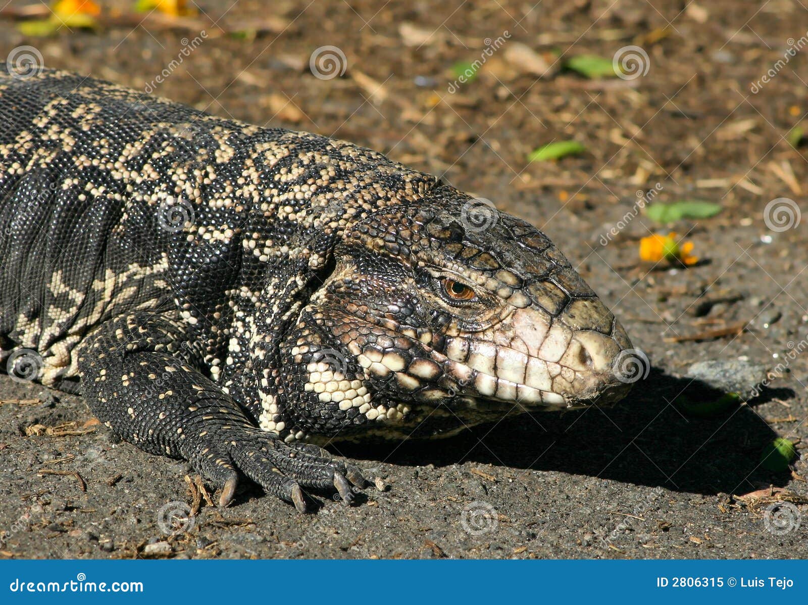 Tegu Lizard stock image. Image of animal, argentina, wildlife - 2806315