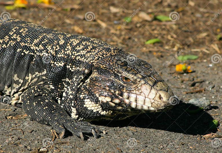 Tegu Lizard stock image. Image of animal, argentina, wildlife - 2806315