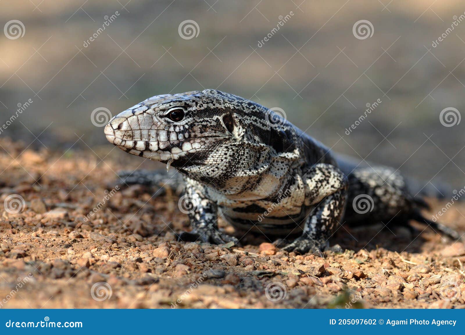 Tegu species stock photo. Image of zuidamerika, tegu - 205097602