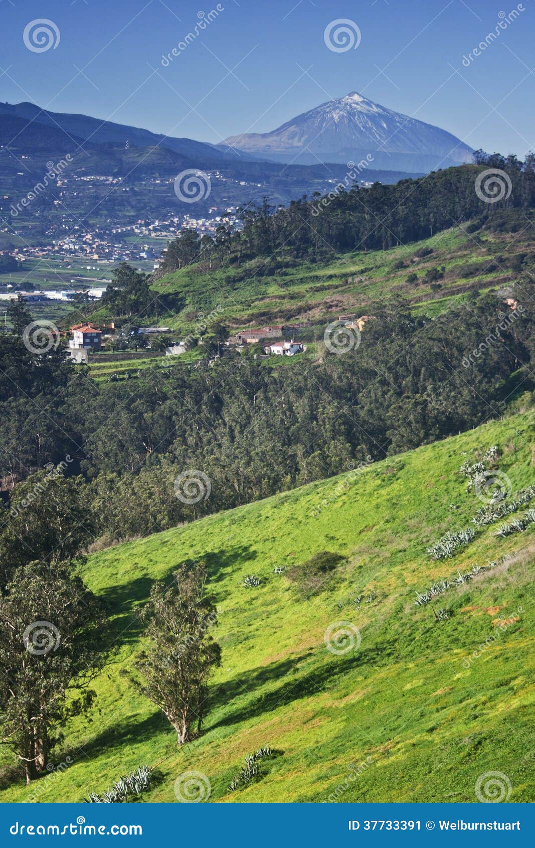Teide green fields stock image. Image of spring, field - 37733391