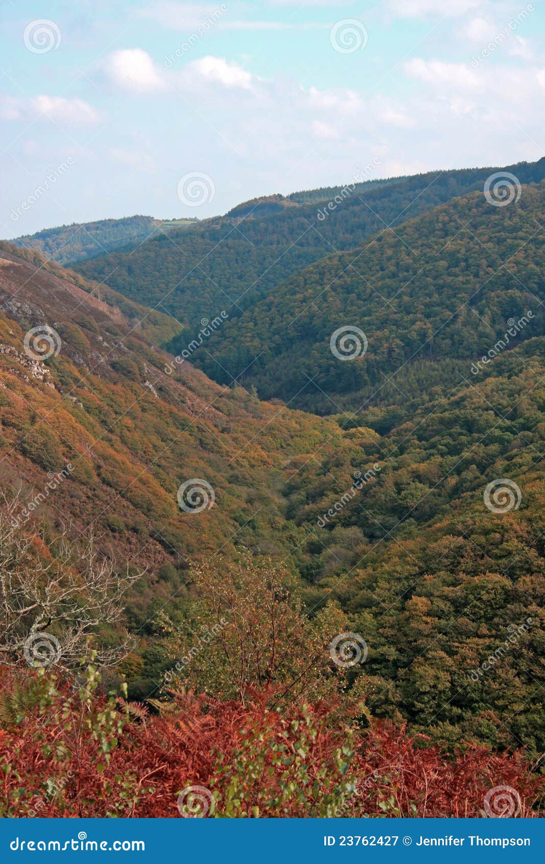 Teign Valley stock image. Image of rural, england, bracken - 23762427