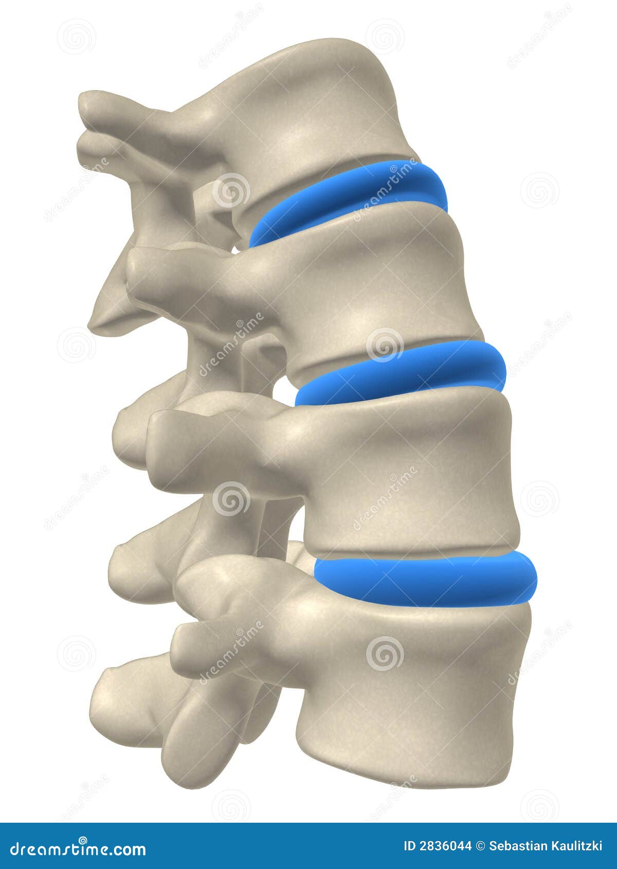 Teil eines Dorns stock abbildung. Illustration von medizinisch - 2836044