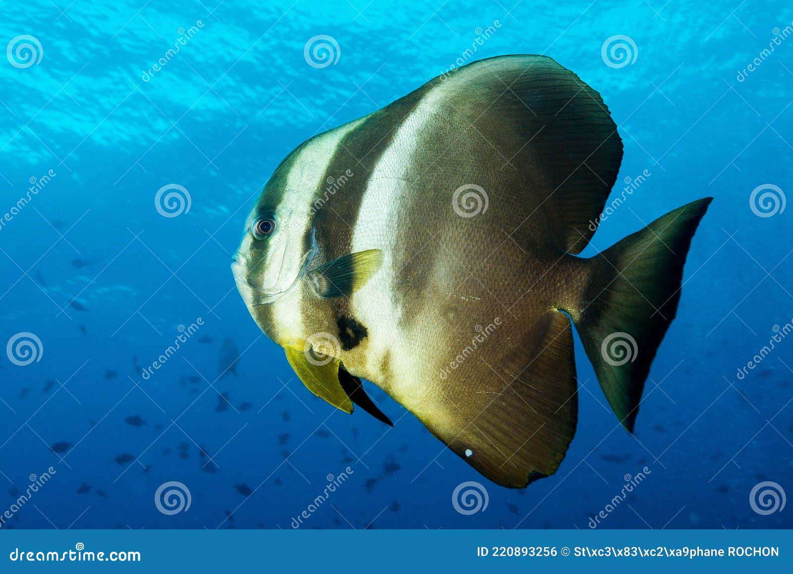 Teira Batfish fish stock photo. Image of scuba, marine - 220893256