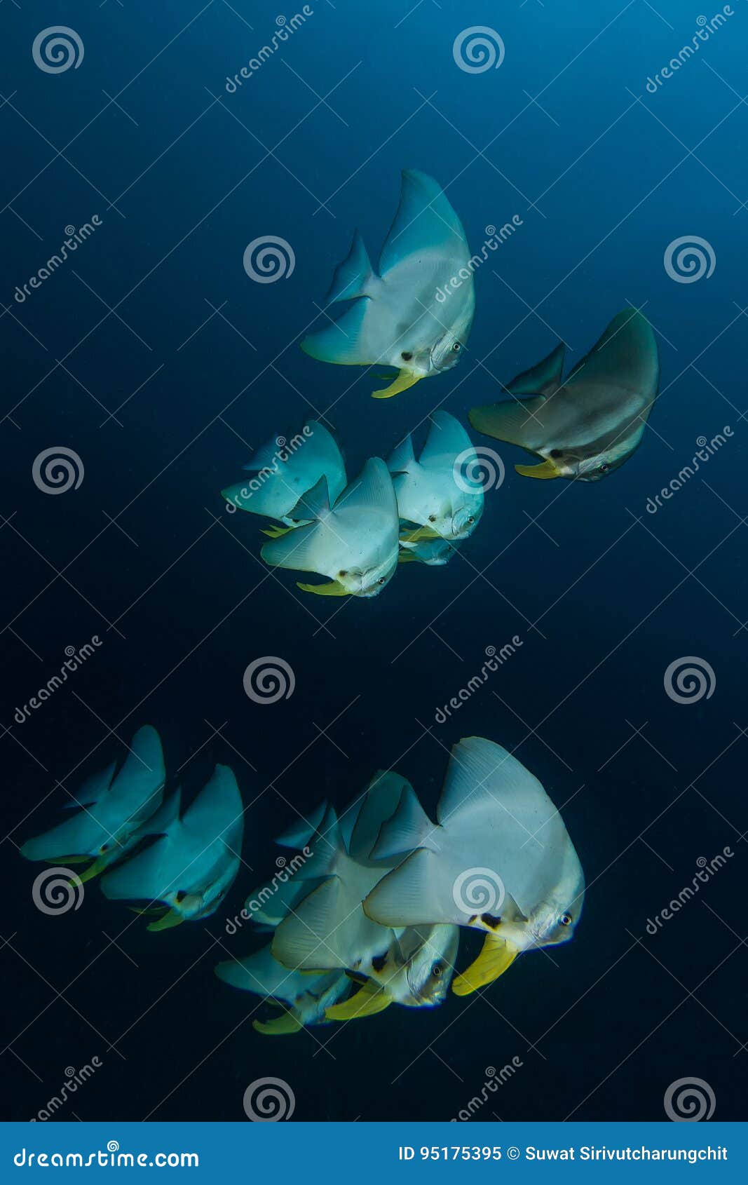 Teira Batfish Platax Teira in the Blue Stock Image - Image of spadefish ...
