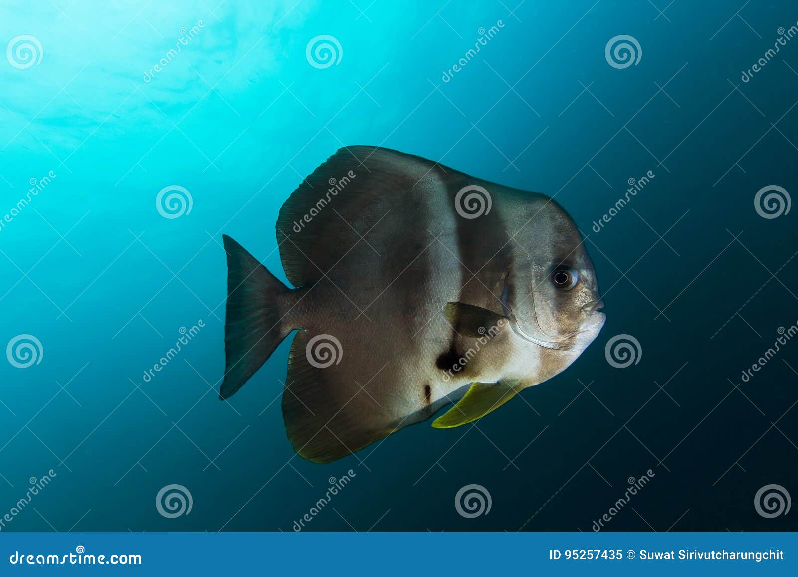 Teira Batfish Platax Teira in the Blue Stock Image - Image of ...