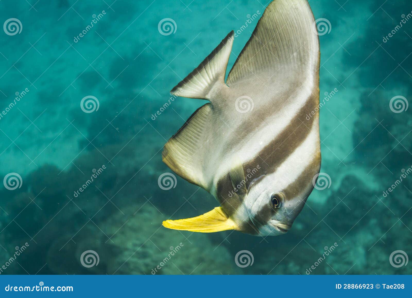 Teira Batfish at Surin National Park Stock Image - Image of environment ...