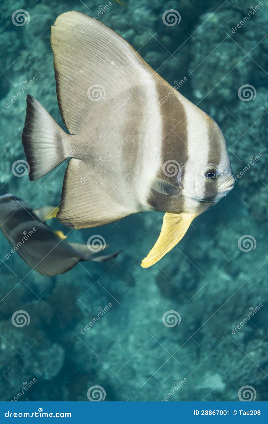 Teira Batfish at Surin National Park Stock Image - Image of fish ...