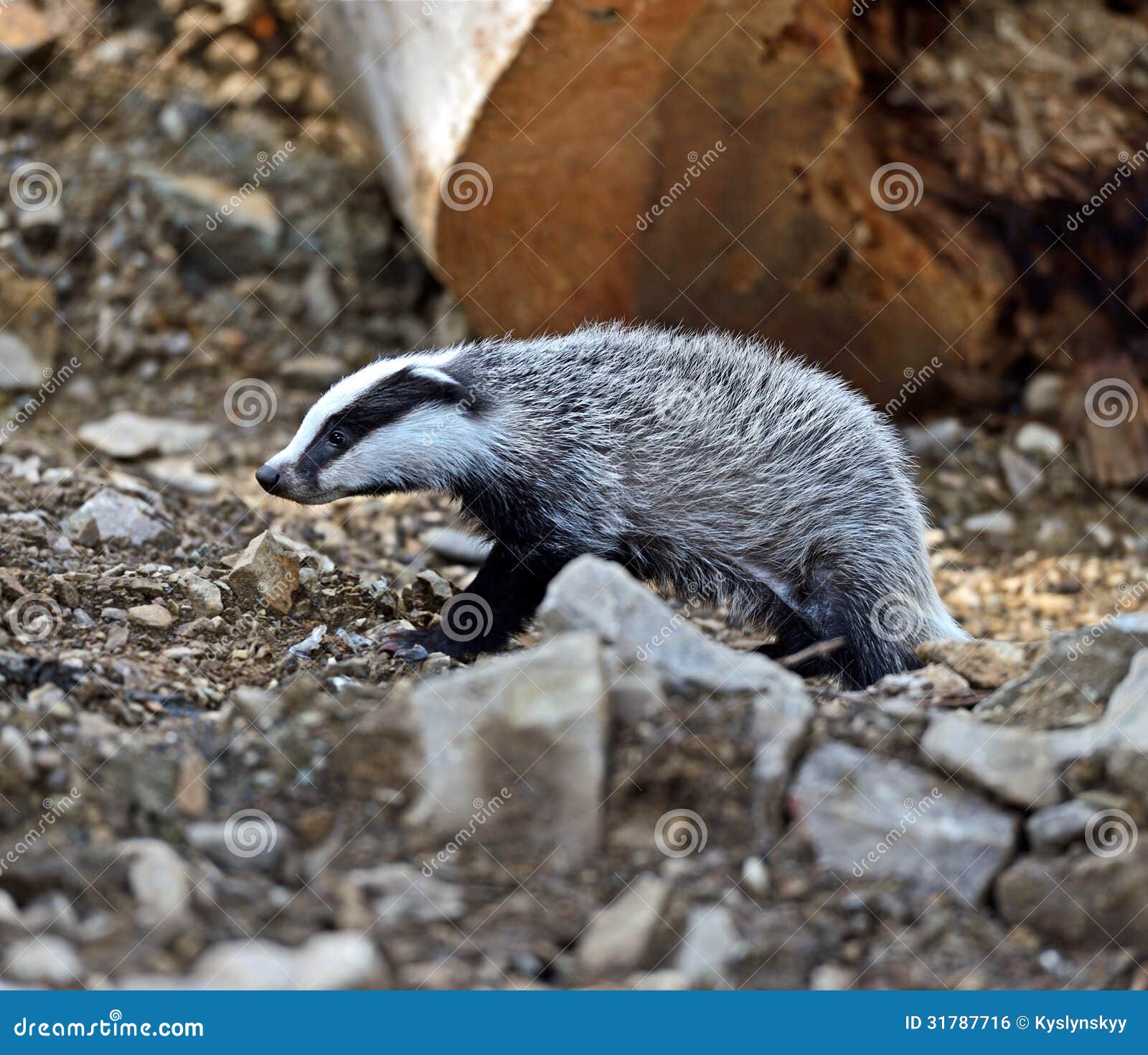 Tejón foto de archivo. Imagen de fauna, animales, animal - 31787716
