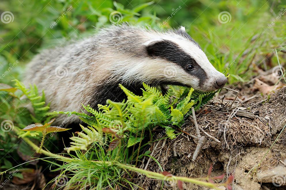 Tejón foto de archivo. Imagen de brote, bebé, colocar - 32394804