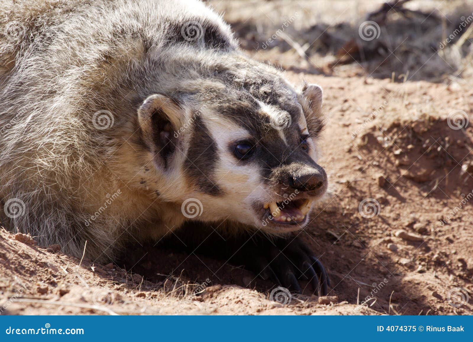 Tejón imagen de archivo. Imagen de agresivo, desierto - 4074375