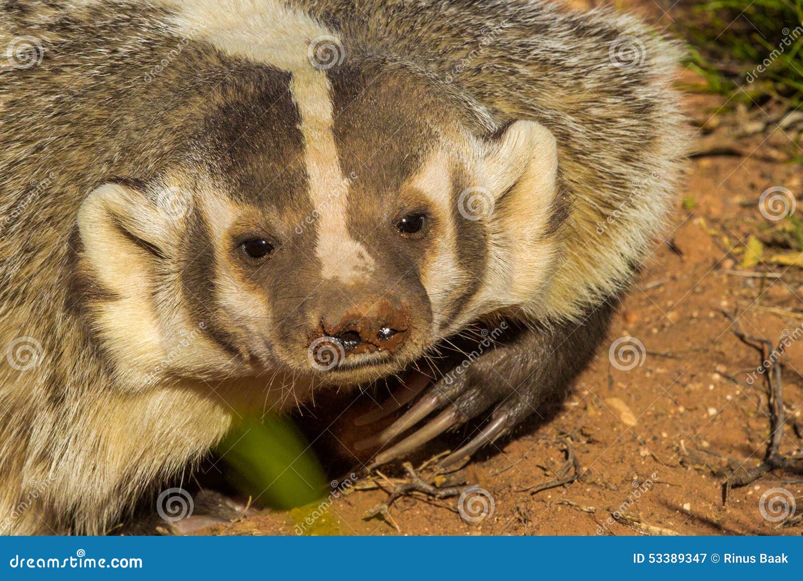 Tejón imagen de archivo. Imagen de americano, mirando - 53389347