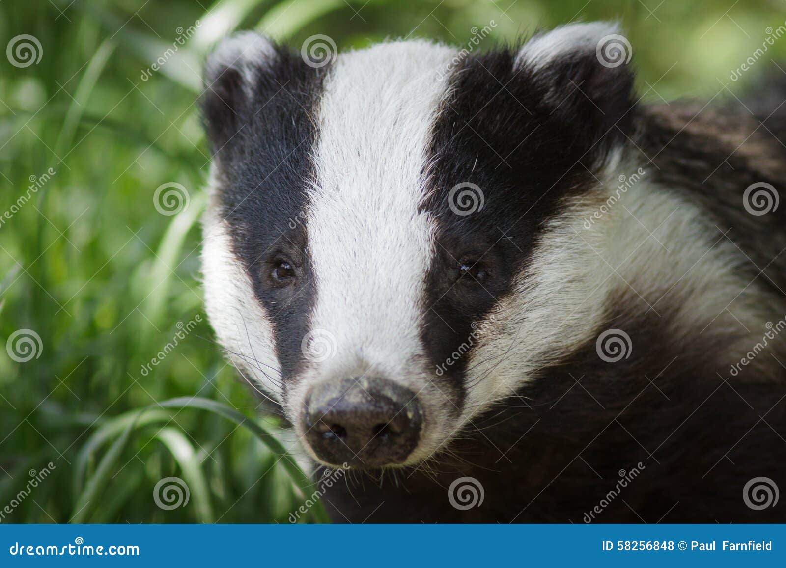 Tejón foto de archivo. Imagen de comadrejas, pista, blanco - 58256848