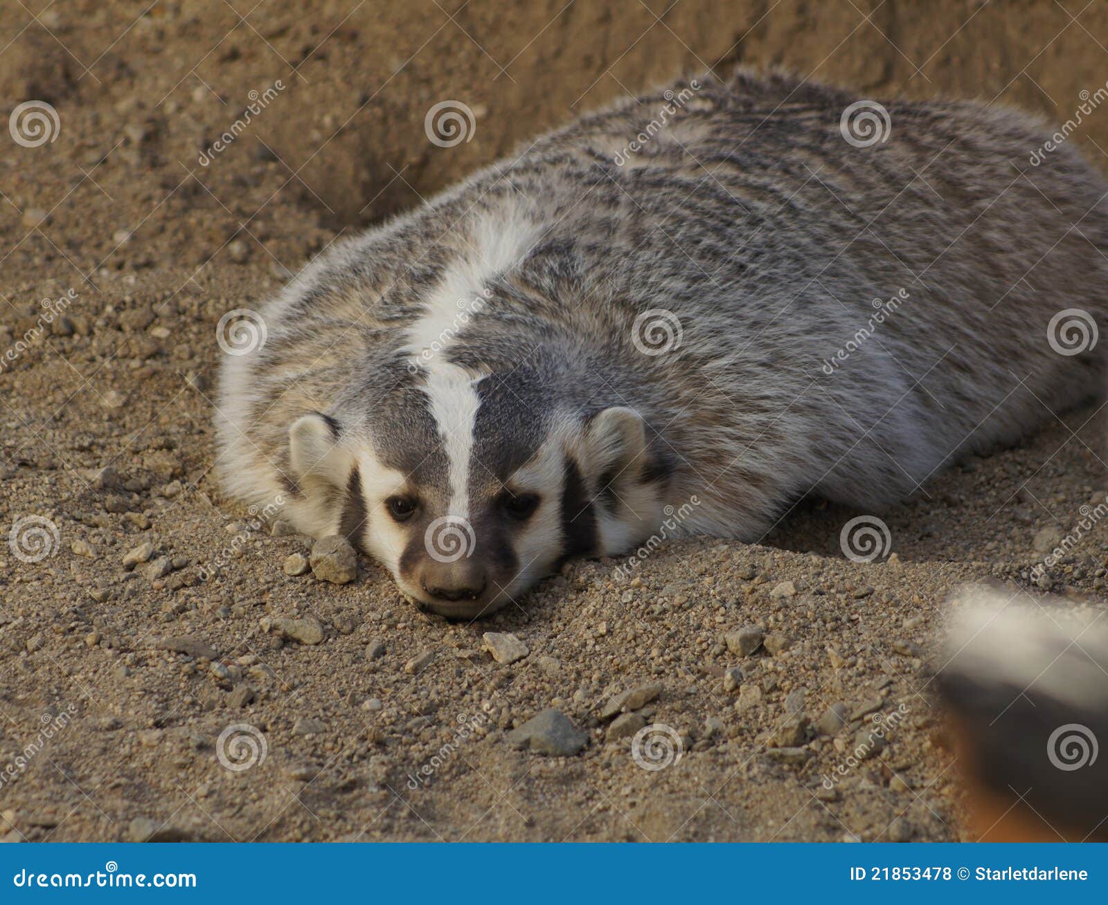 Tejón americano foto de archivo. Imagen de animal, tierra - 21853478